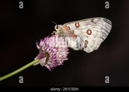 Parnassius apollo, Gran Sasso, Italy Stock Photo - Alamy