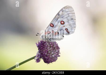 Parnassius apollo, Gran Sasso, Italy Stock Photo - Alamy