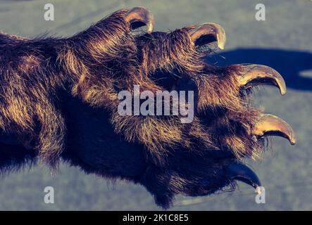 Black Bear Paw With sharp Claws in view Stock Photo - Alamy