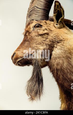 Wild brown mountain goat with two huge horns Stock Photo - Alamy