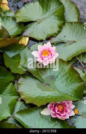 Pink water lily, Rochester, Kent, England, UK Stock Photo - Alamy