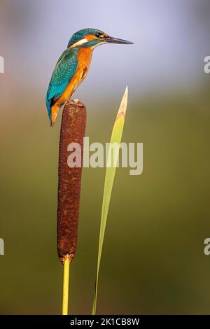 river kingfisher (Alcedo atthis), lying frozen to death on an ice sheet ...