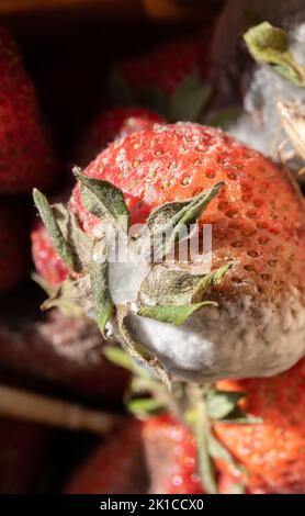 Strawberries with mold. Strawberry diseases and storage. Red ripe ...