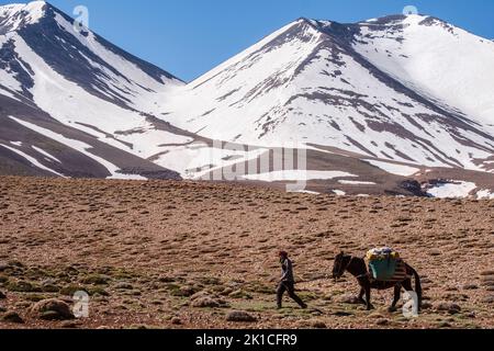Berber muleteer and his mule in front of Aslad peak, 3878 meters ...