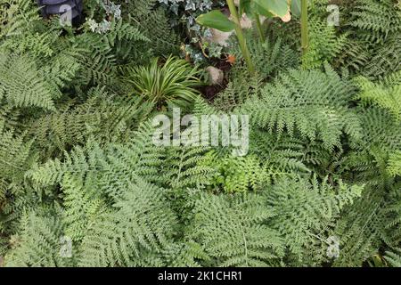 A group of Austral Gem Bird's Nest Ferns, Asplenium dimorphum, growing ...