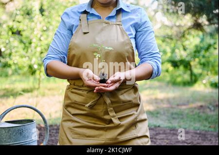 Hands inspect plant roots in a kitchen sink for soil removal Stock ...