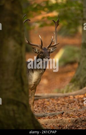 Massive fallow deer stag looking back on hill in autumn nature Stock ...