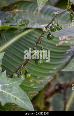 Seed pod of wild tropical tree native plant of Costa Rica jungle ...