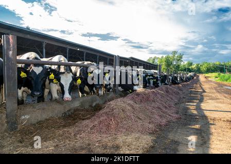 Holstein Dairy Cows. Livingston County. York, New York Stock Photo - Alamy