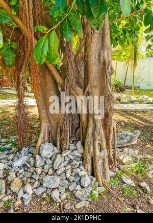 Huge beautiful Ficus maxima Fig tree in Playa del Carmen Quintana Roo ...