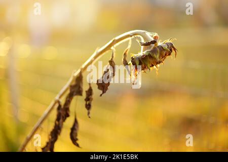 Dried flowers in a garden at late autumn day. Sunny morning in fall ...