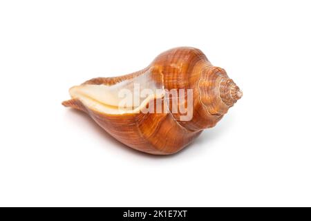 Image of pugilina cochlidium (Spiral melongena) on a white background ...