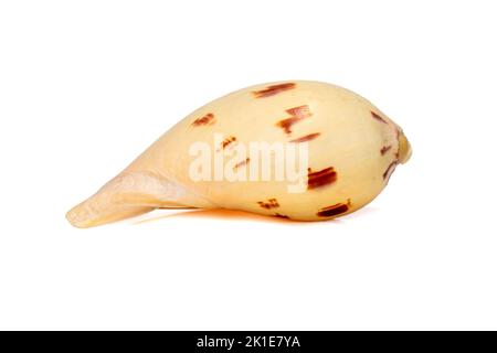 Image of seashells melo melo on a white background. Undersea Animals ...