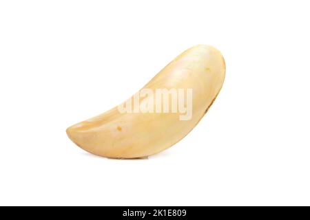 Image of beautiful pale yellow sea shells on a white background ...