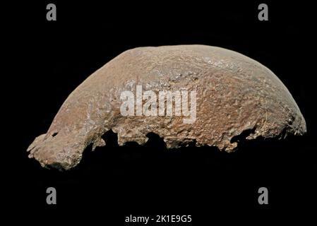 Homo erectus,skull cap,Trinil,Indonesia Stock Photo - Alamy