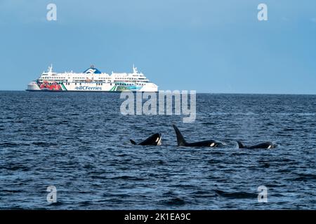Pod of orcas breaching with ferry in the background Stock Photo - Alamy