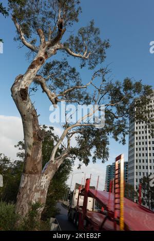 Ngargee Tree, St Kilda Stock Photo - Alamy