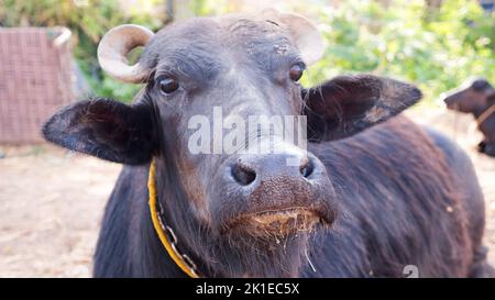 Water buffalo seated in farm, face close up. Black indian water buffalo ...