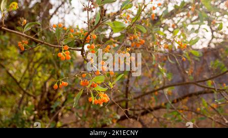 Orange Gum berry tree in India. gumberry, locally known as gunda or ...