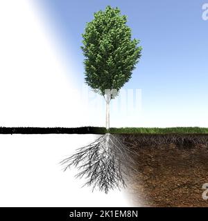 tree root system, cg illustration, sketch, outline Stock Photo - Alamy