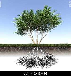 tree root system, cg illustration, sketch, outline Stock Photo - Alamy
