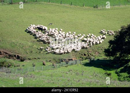 Sheep dog herding sheep, Pohangina Valley, Manawatu, North Island, New ...
