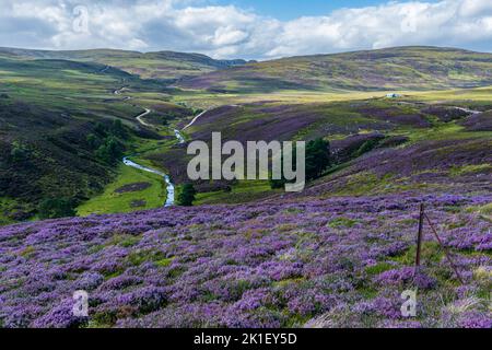 Heather clad hills at Garbole, Farr, Scotland, United Kingdom Stock ...