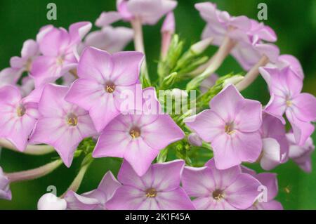 Paniculate phlox (garden phlox) in bloom, close up shot, local focus ...
