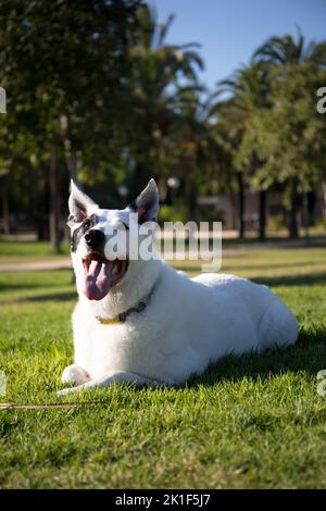 A shallow focus shot of a white Swiss shepherd mixed with English ...