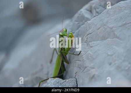 Praying mantis on a rock in Texas Stock Photo - Alamy