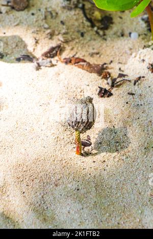 Germinating seedling seed of the pink violet purple morning glory or ...