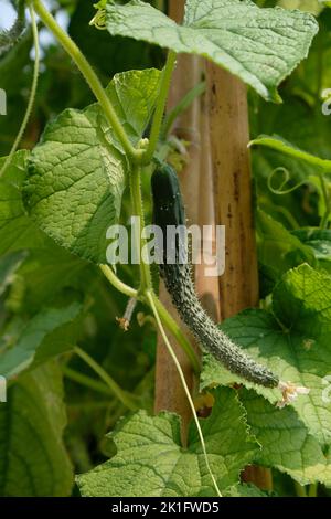 Fresh Cucumber with Yellow Folwer on the vien in Hong Kong Rural Area ...