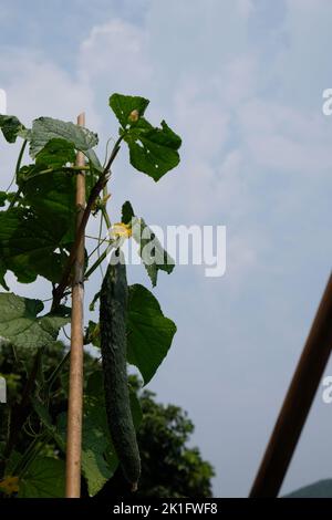 Fresh Cucumber with Yellow Folwer on the vien in Hong Kong Rural Area ...