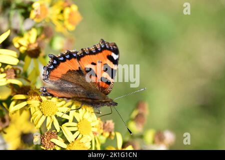 A selective focus of a beautiful orange tortoiseshell butterfly with ...