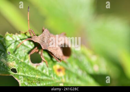 bug, macro photography, Kilkenny, Ireland Stock Photo - Alamy
