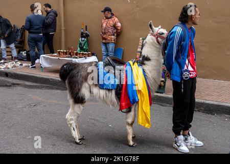 Alpacas in town square in Bogota, Colombia Stock Photo - Alamy