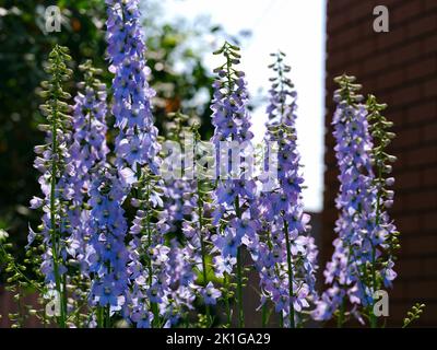 Alpine delphinium, Delphinium elatum in flower in species-rich montane ...