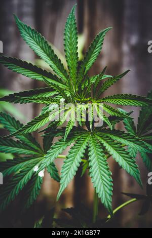 Cannabis bush close-up. Cultivation of hemp fields. Irrigation and ...