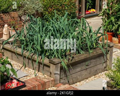 Leeks growing in wooden raised bed vegetable plot in English cottage ...