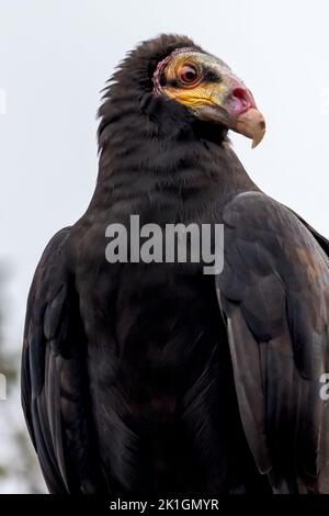 Closeup portrait of a Lesser Yellow-headed vulture (Cathartes ...
