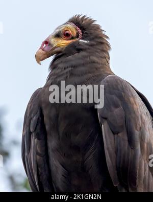 Closeup portrait of a Lesser Yellow-headed vulture (Cathartes ...