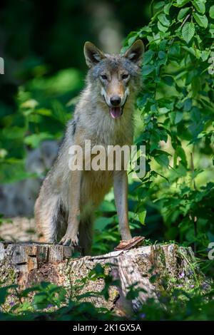 Two wolfs in the forest up close. Wildlife scene from winter nature ...
