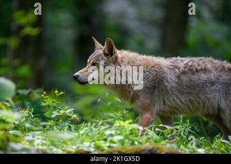 Two wolfs in forest. Wildlife scene from nature. Wild animal in the ...