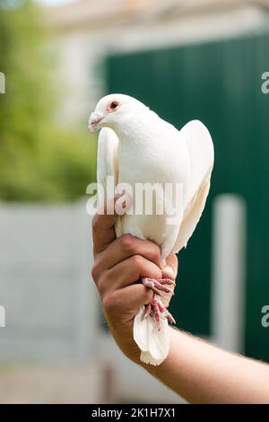 White carrier pigeon in strong male hands. Symbol of peace Stock Photo ...