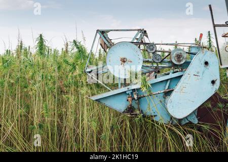 Combine harvester taking off the rich harvest on the industrial hemp ...