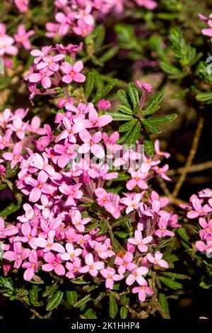 Garland Flower or Rose Daphne, Daphne cneorum in flower, Pyrenees Stock ...