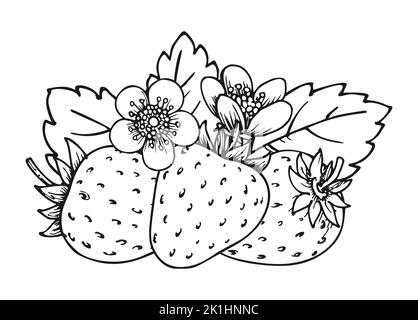 Strawberry bunch of three berries. Whole ripe wild forest berry closeup ...