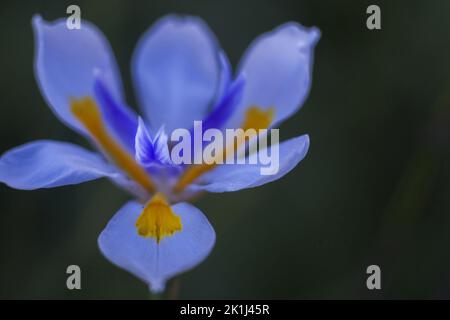 African iris (Dietes irioides), also known as Fortnight lily, often ...