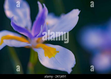 African iris (Dietes irioides), also known as Fortnight lily, often ...