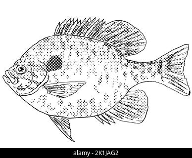 Cartoon style line drawing of a pumpkinseed x bluegill sunfish, Lepomis ...
